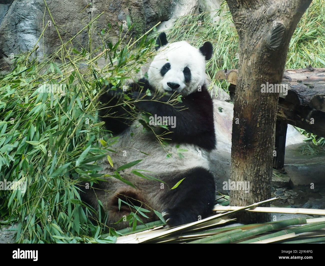 BEIJING, CHINA - SEPTEMBER 8, 2022 - A giant panda eats bamboo leaves ...