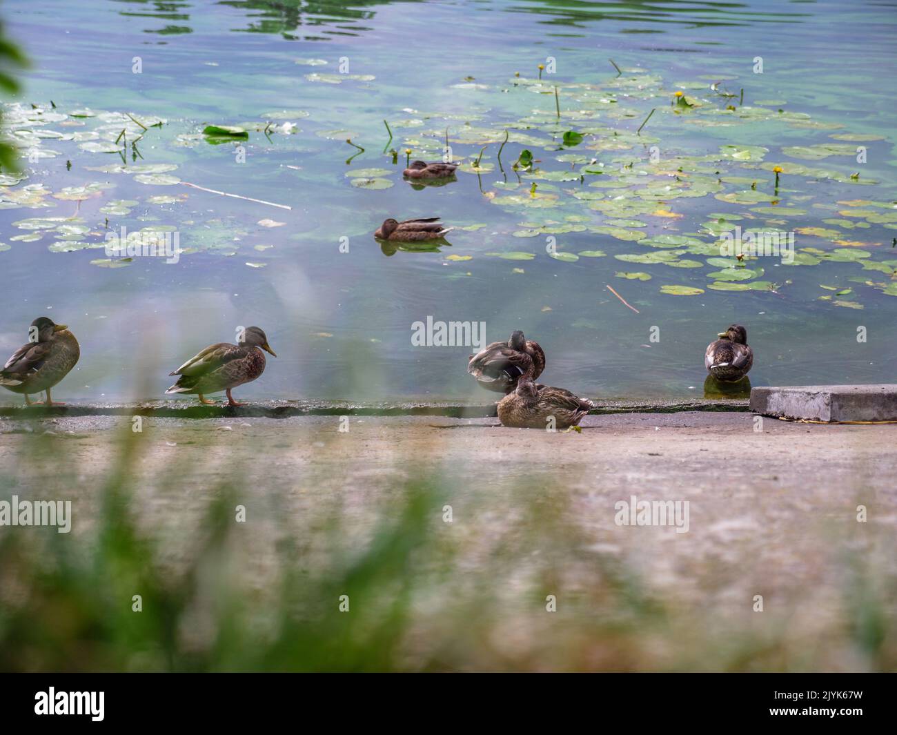Cute ducks sitting on a concrete bank and swimming in the Dnipro river ...
