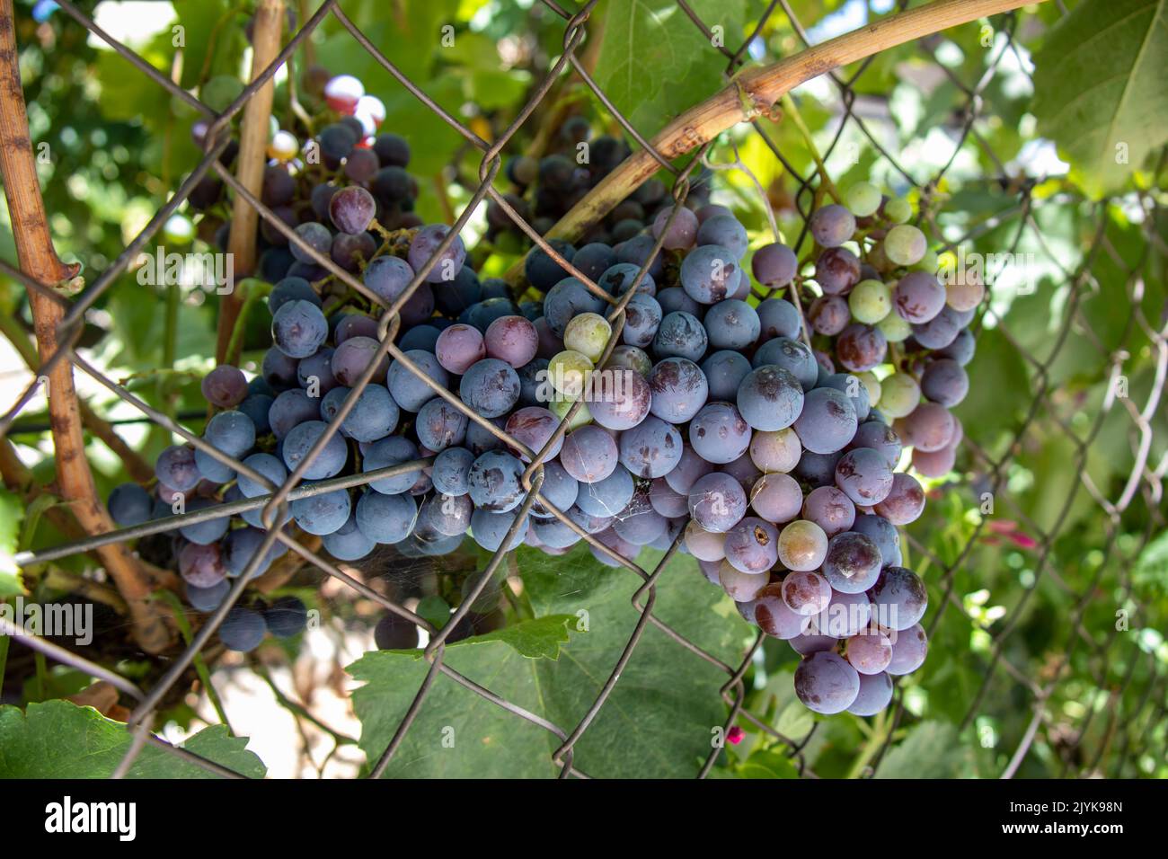 Uvas moradas hi-res stock photography and images - Alamy