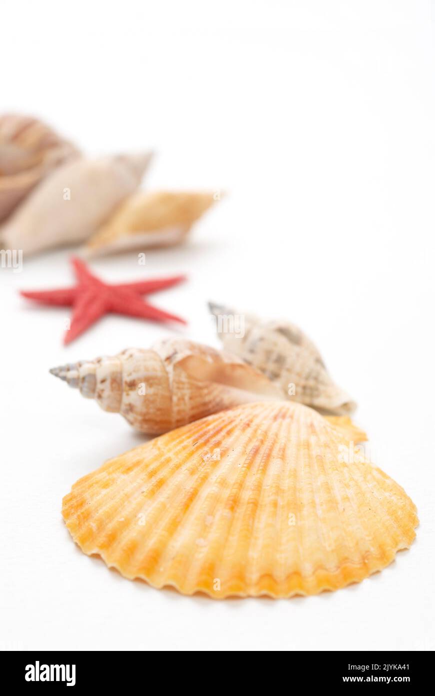 A group of sea shells on white background, narrow depth of focus Stock ...