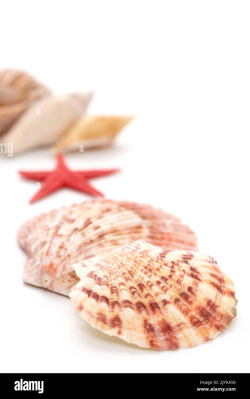 A group of sea shells on white background, narrow depth of focus Stock ...