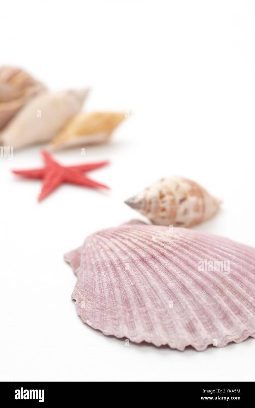 A collection of sea shells on white background,narrow depth of focus ...