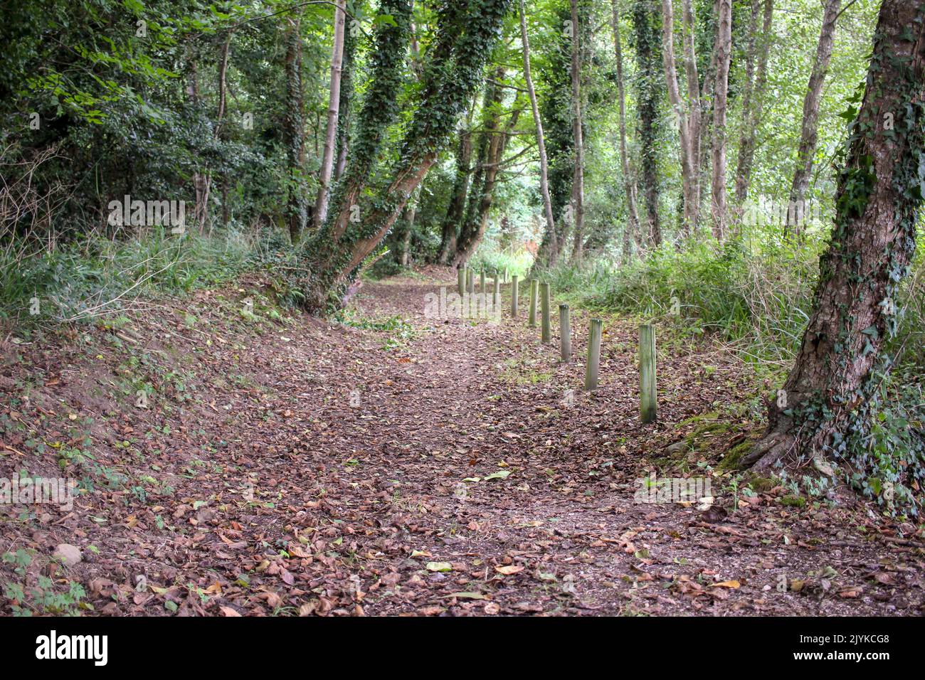 Tree shadow on pathway hi-res stock photography and images - Alamy