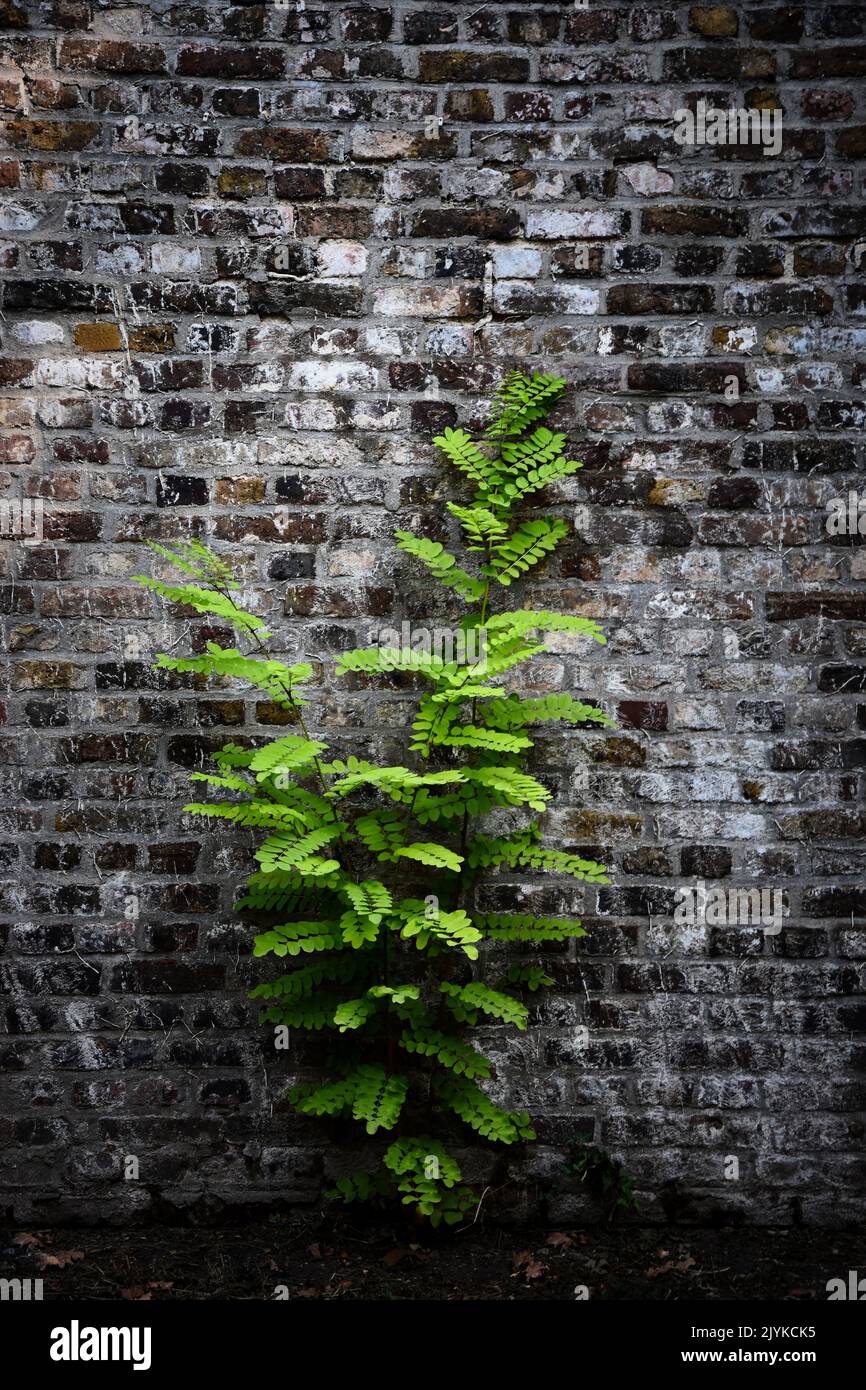 Old brick wall texture plant hi-res stock photography and images - Alamy