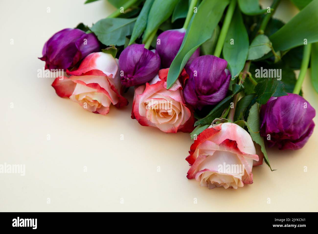 Bouquet of roses and tulips on a plain yellow background. Layout for a ...