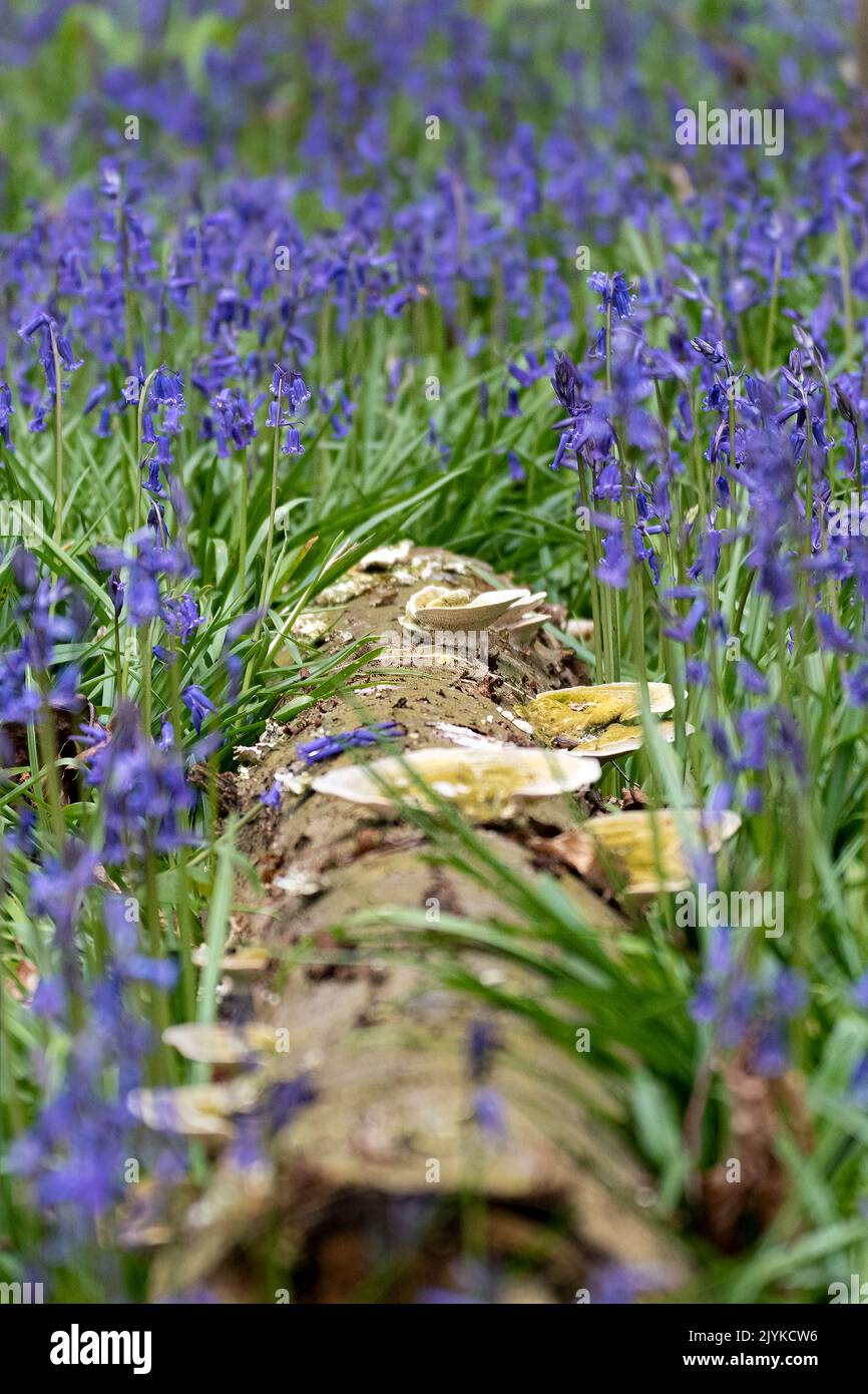 Purple mushroom hi-res stock photography and images - Alamy