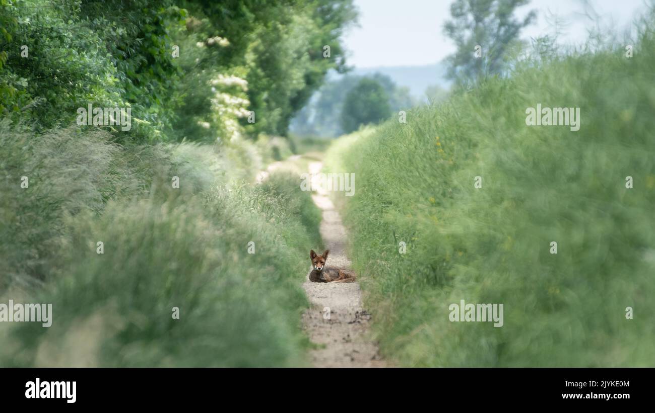 a fox pup on a path surrounded by green grass looking at the camera ...