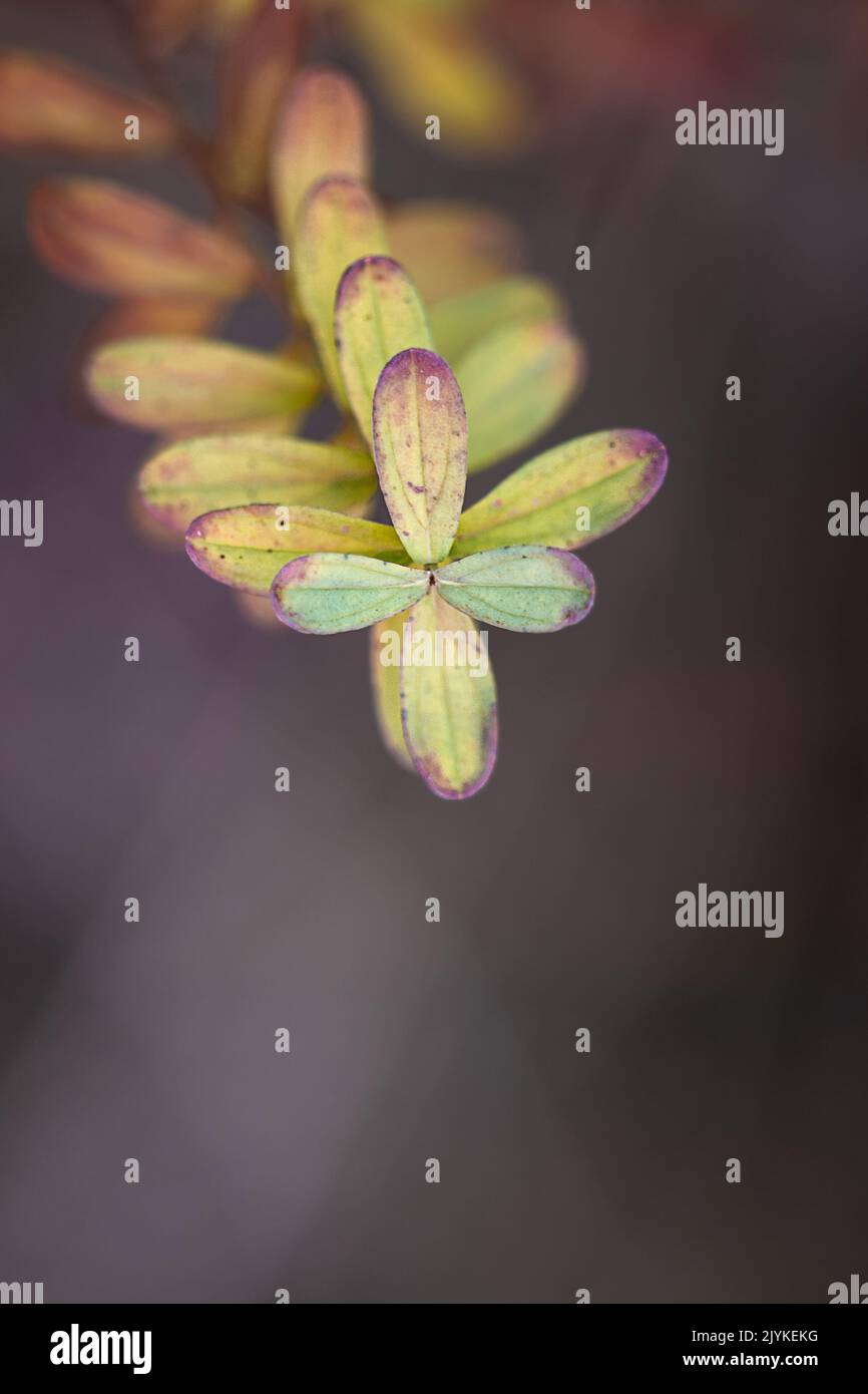 Lime Green Plant With Purple Background Stock Photo - Alamy