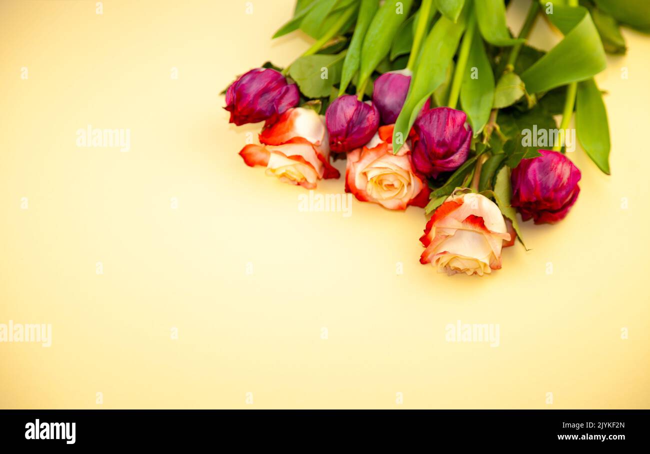Bouquet of roses and tulips on a plain yellow background. Layout for a ...