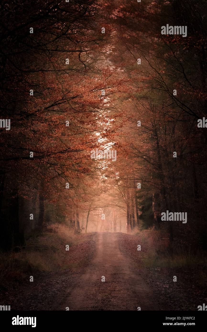Moody forest pathway hi-res stock photography and images - Alamy