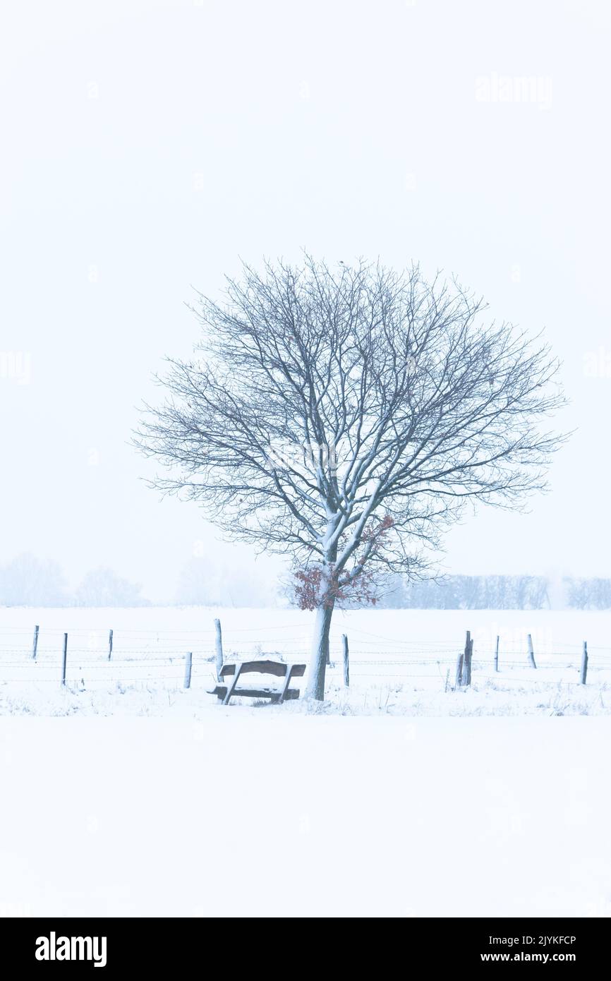 White january tree hi-res stock photography and images - Alamy