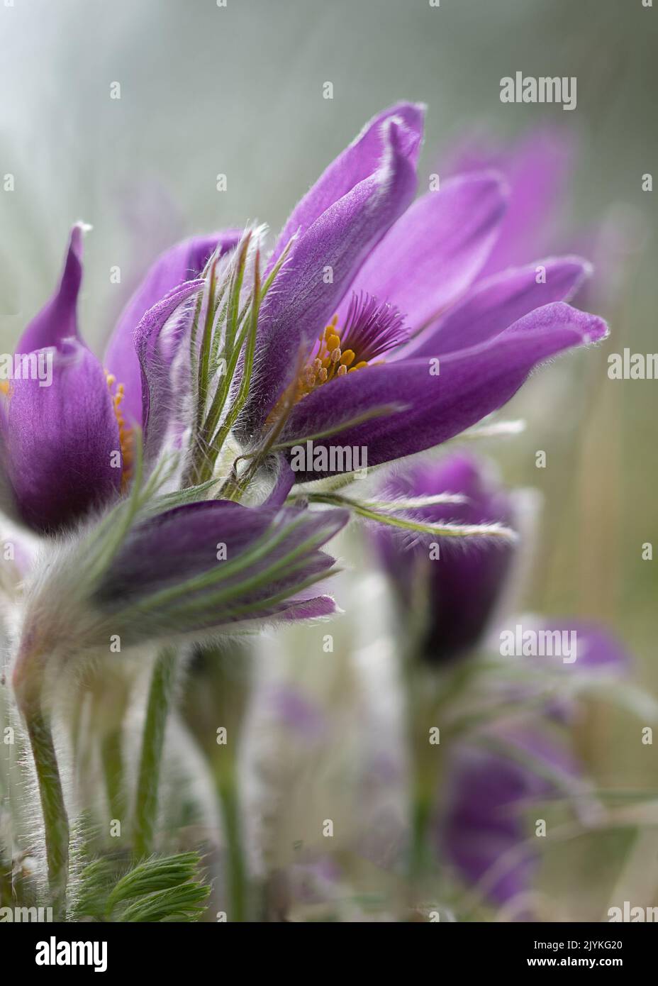 Simple violet flower hi-res stock photography and images - Alamy