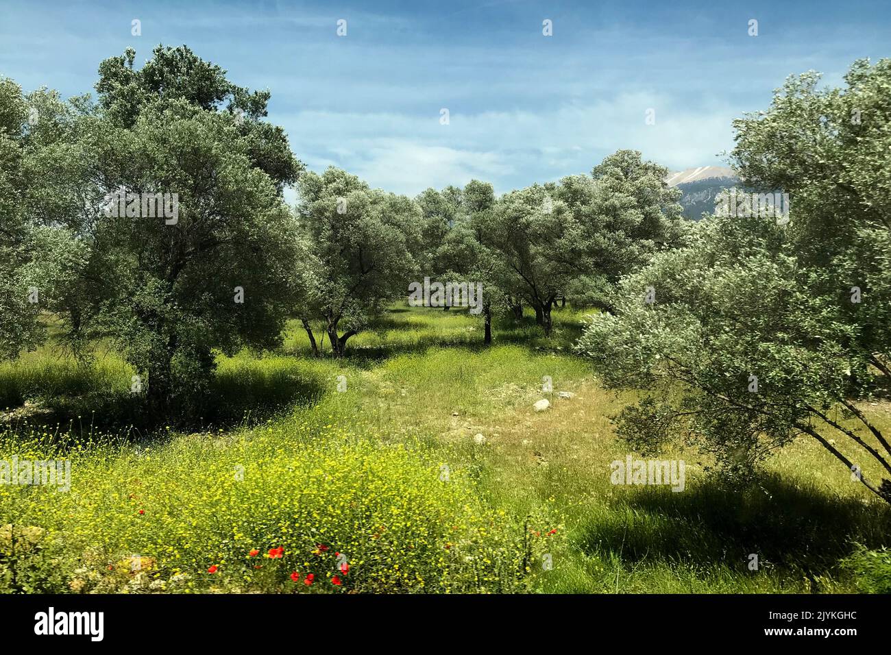 Beautiful olive trees grove hi-res stock photography and images - Alamy