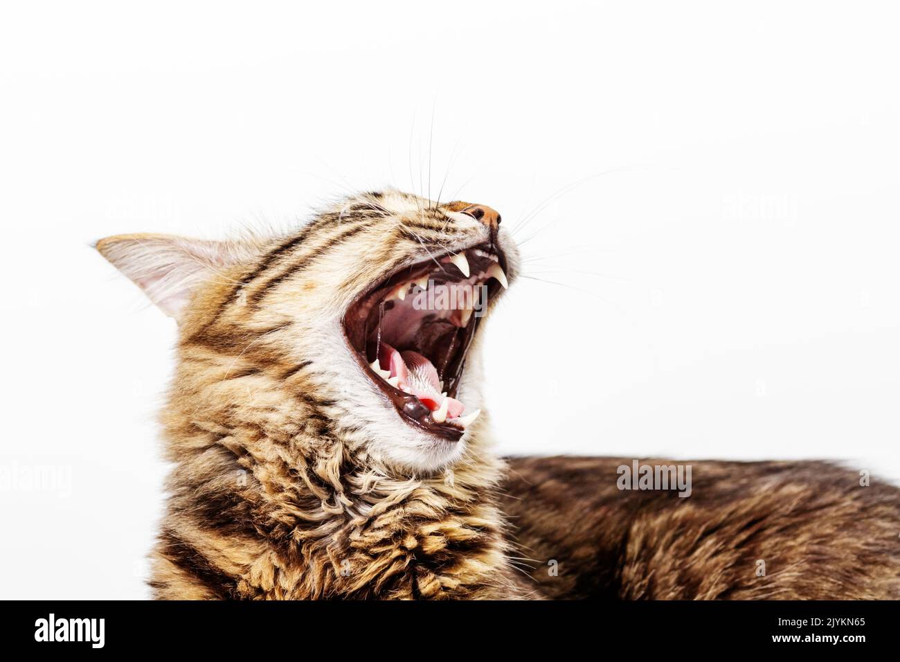 Beautiful domestic cat yawns on white background. Studio photography of animals. Drooling in the ...