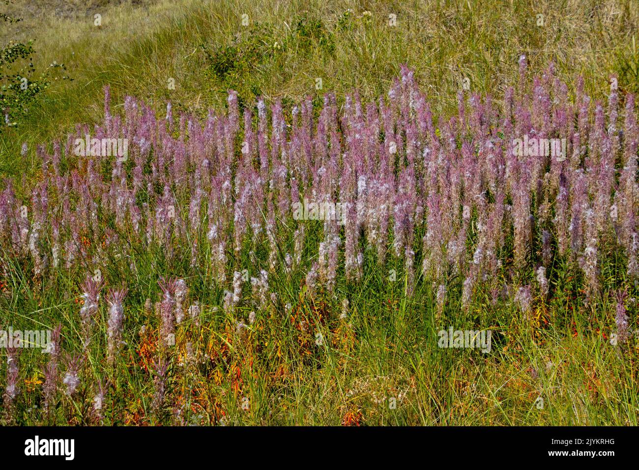 Purple flowers of Fireweed, also called Epilobium angustifolium Stock ...