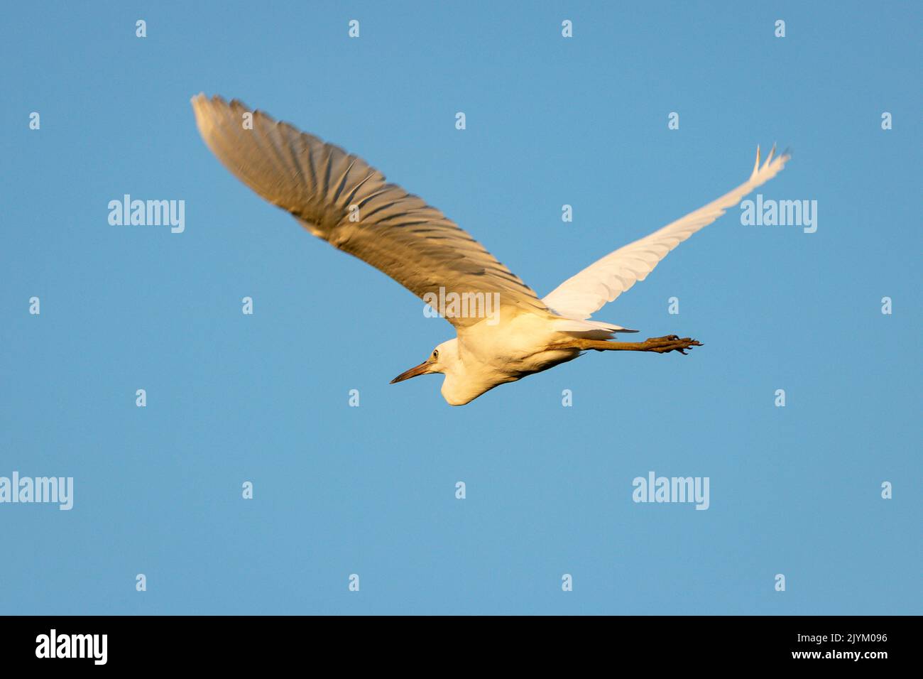 Little Blue Herron Stock Photo - Alamy