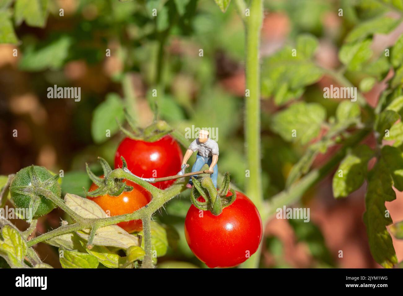 Miniature scale model gardener cutting ripe tomato from a tomato plant ...