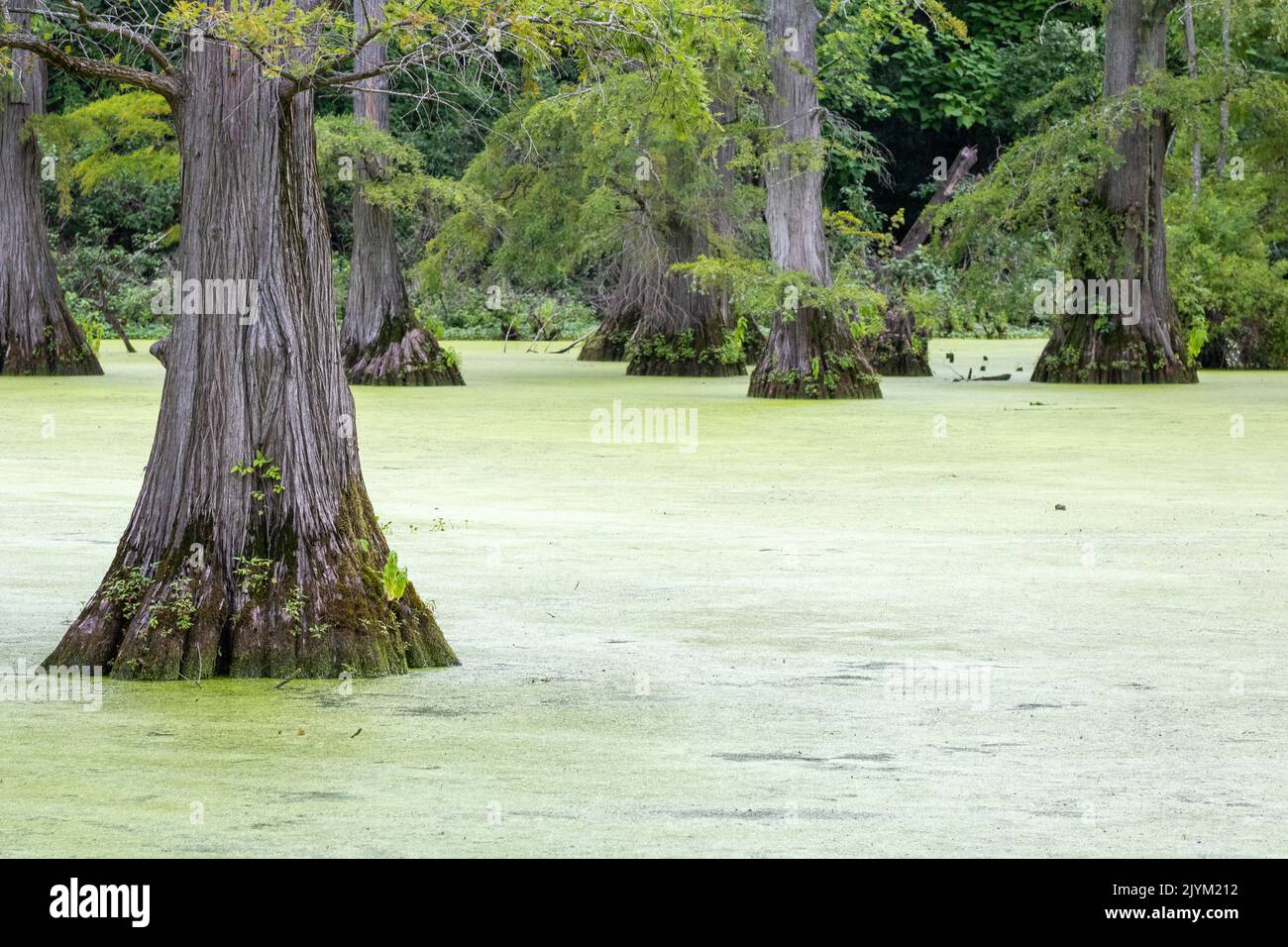 Slough sloughs hi-res stock photography and images - Alamy