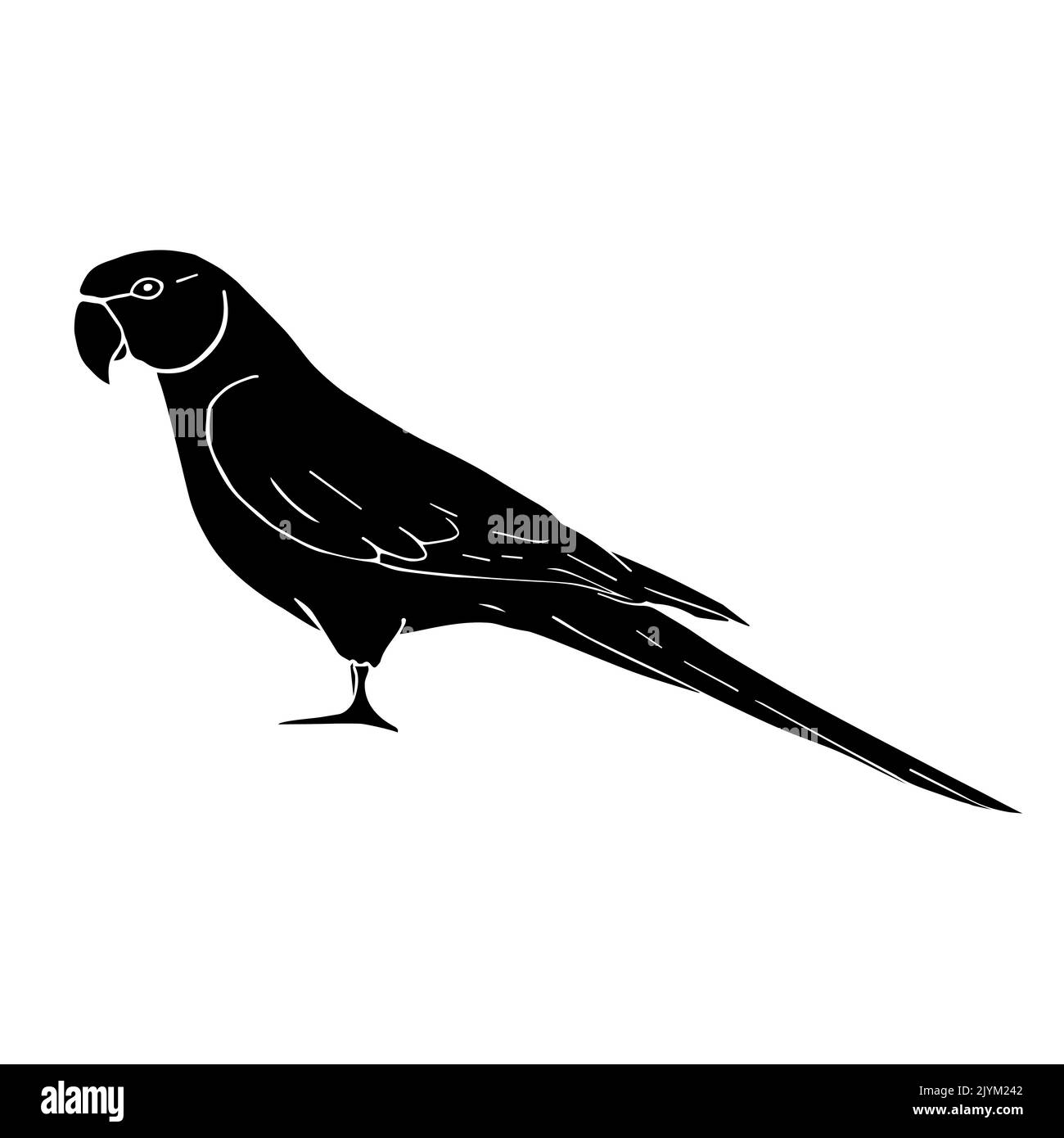 Vector hand drawn doodle sketch black Indian ringneck parrot isolated on white background Stock ...