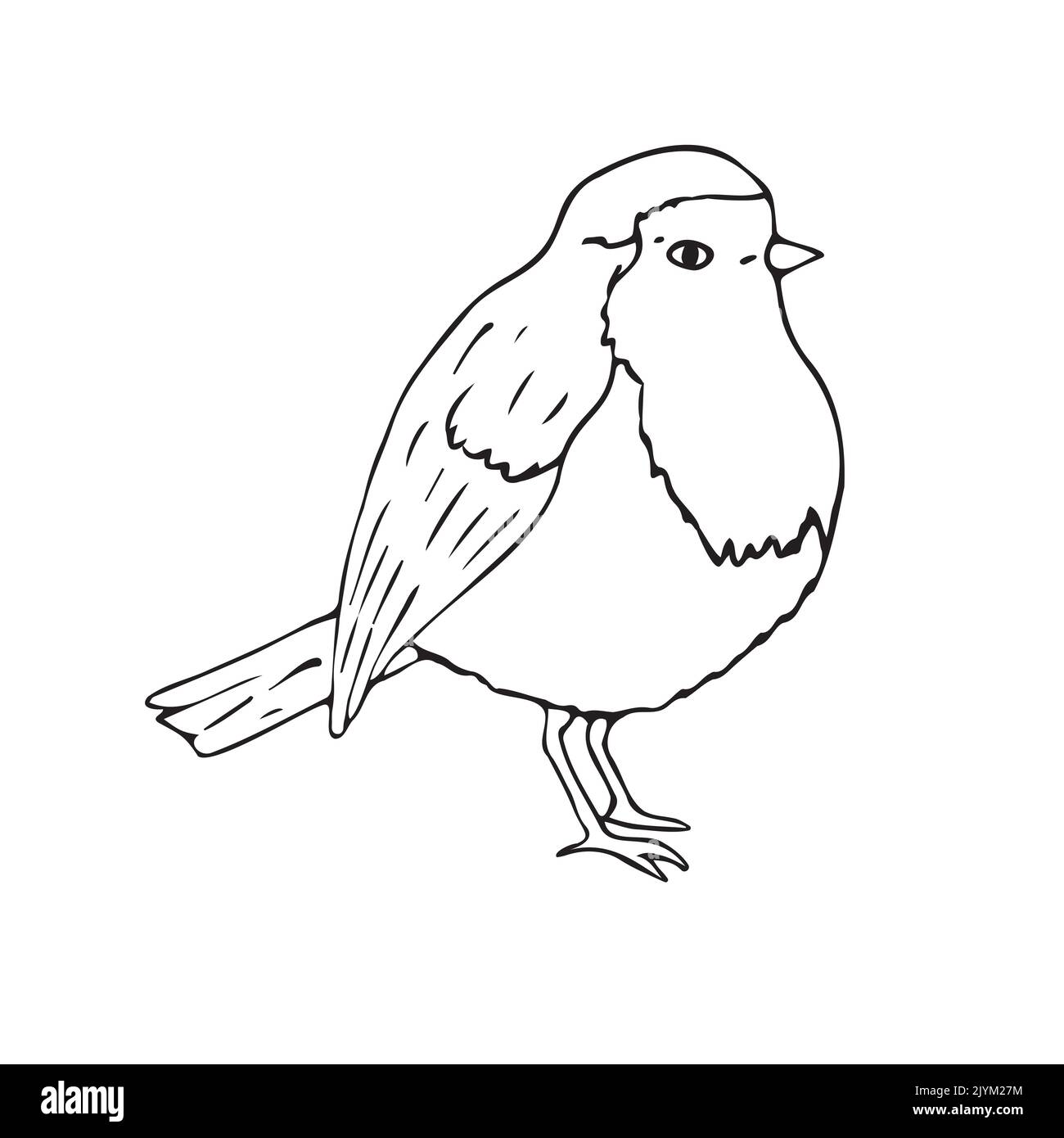 Vector hand drawn doodle sketch robin redbreast bird isolated on white background Stock Vector ...