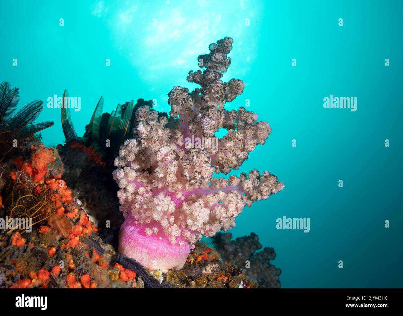 A light pink Cauliflower soft coral (Capnella thyrsoidea) growing on ...
