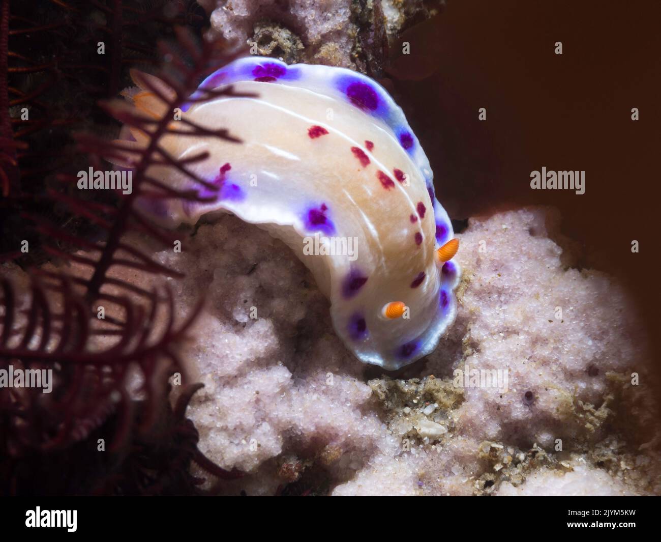 Cape dorid (Hypselodoris capensis) nudibranch underwater, a white ...