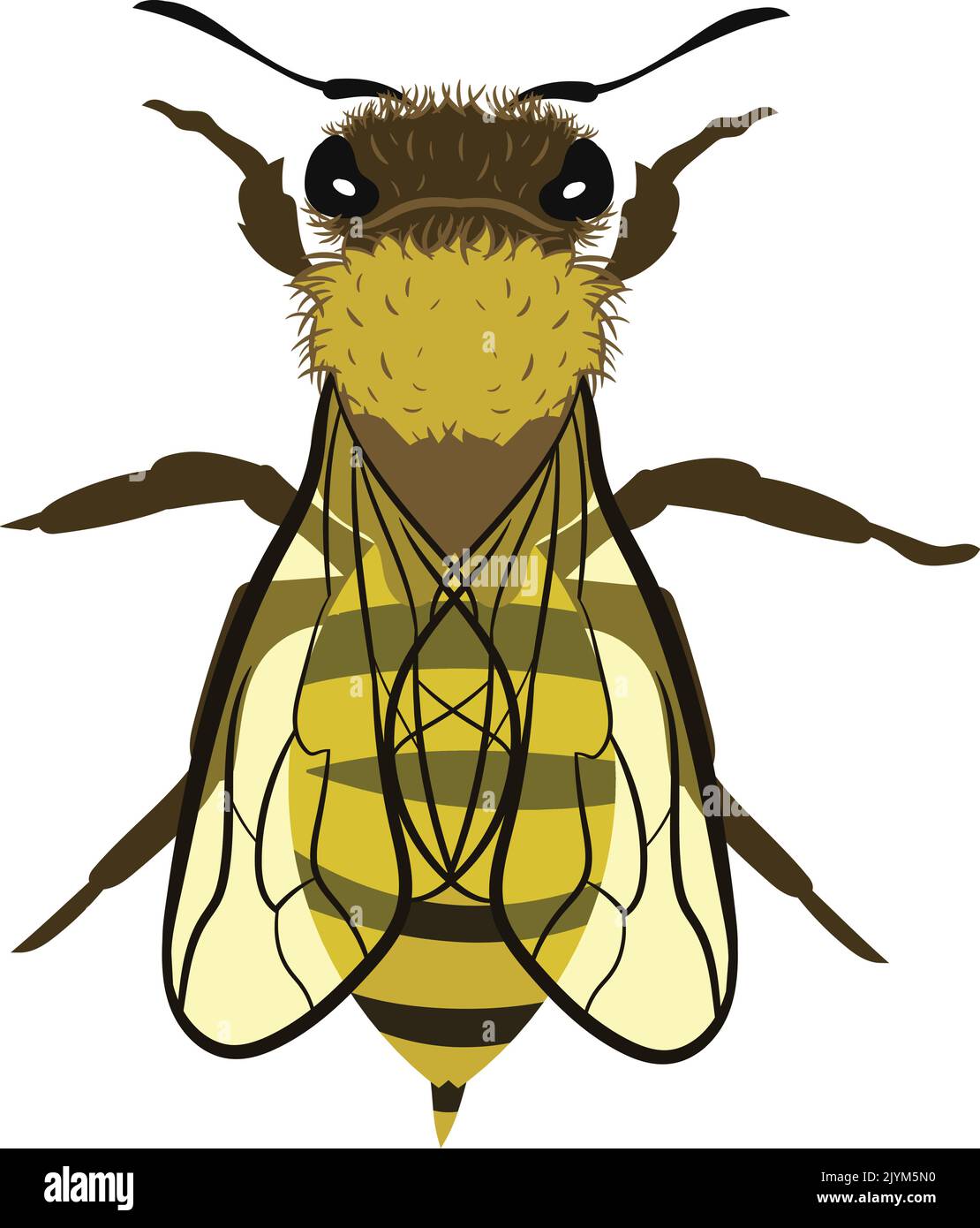 Top view honey Stock Vector Images - Alamy