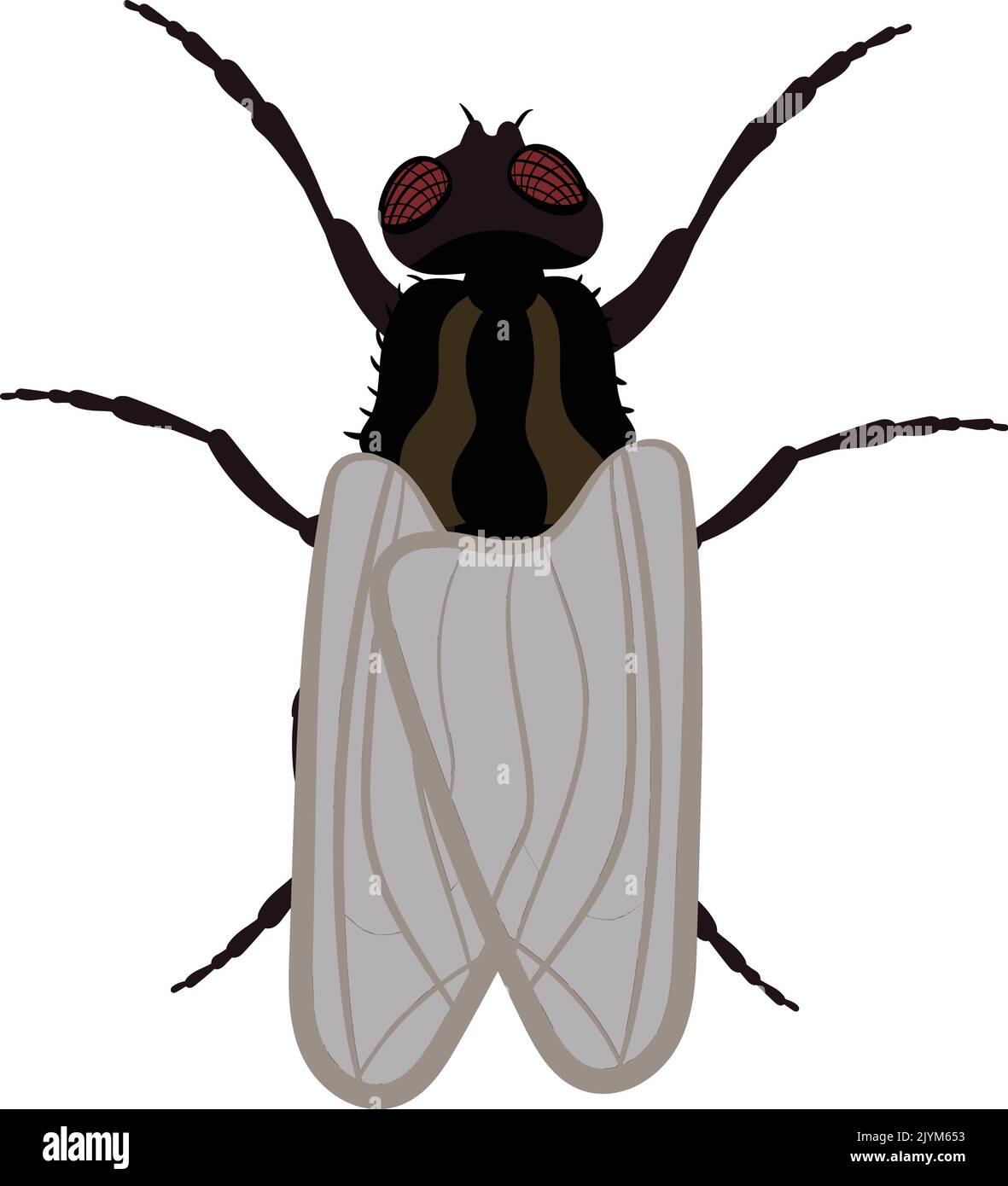 Common Housefly or Fly Illustration 2d flat colors Isolated on White ...