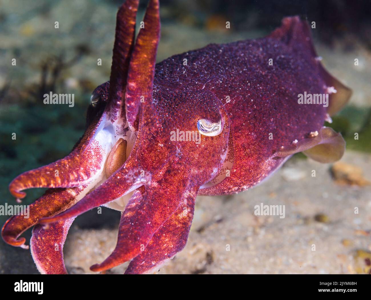 Closeup of a Common Cuttlefish (Sepia vermiculata) warning intruder to ...