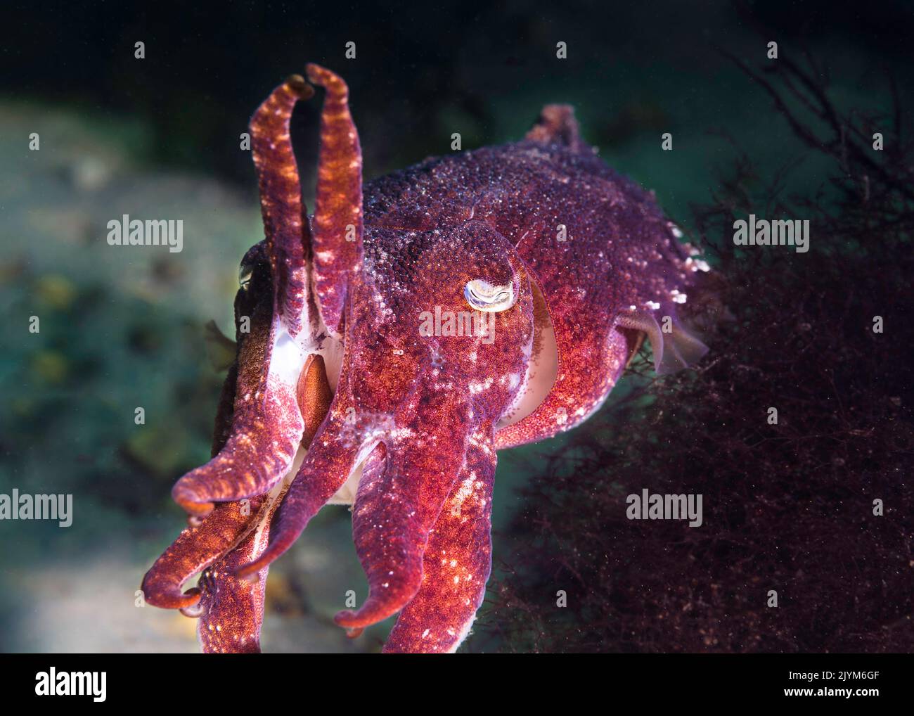 Closeup of a Common Cuttlefish (Sepia vermiculata) warning intruder to ...