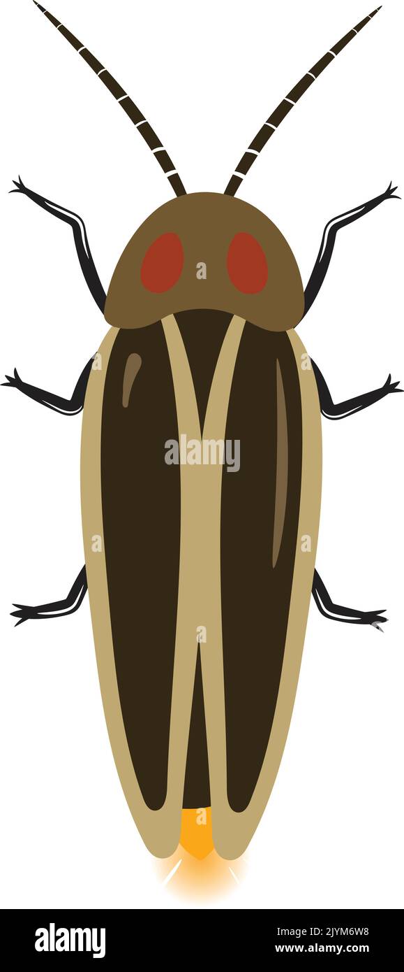 Realistic Firefly Top View Illustration Isolated Insects Stock Vector