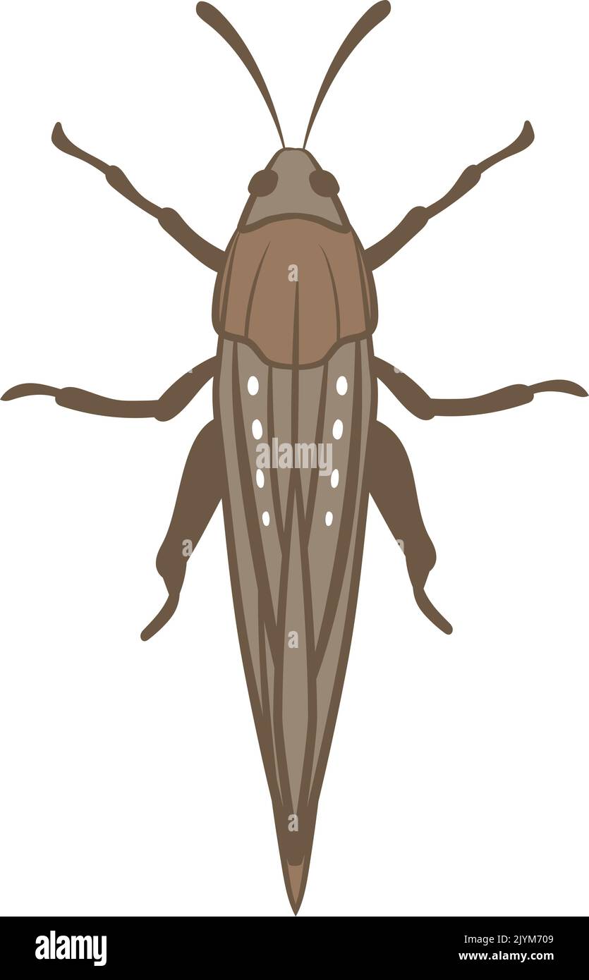 Realistic Illustration of Locust or Grasshopper Insect. Isolated on ... Realistic Illustration of Locust or Grasshopper Insect. Isolated on ...