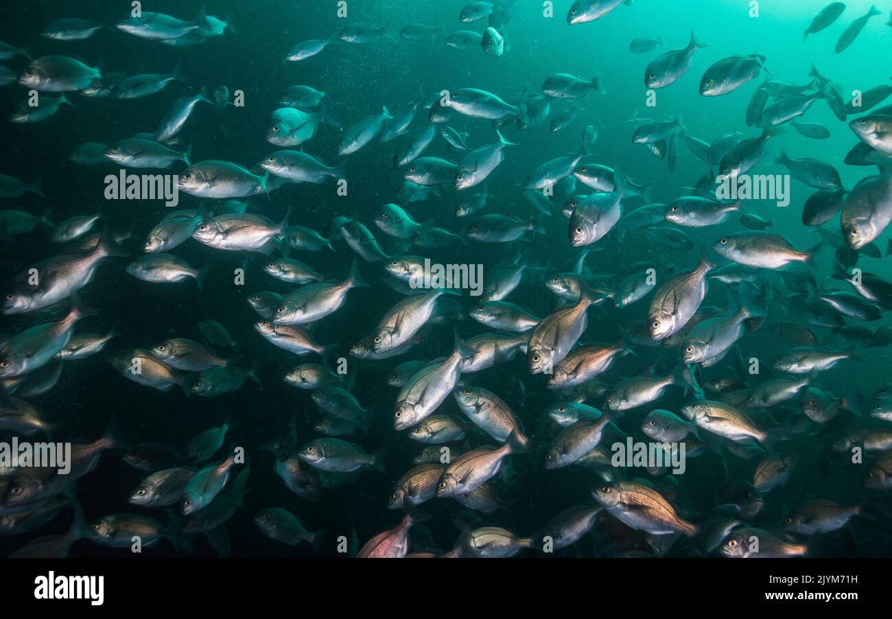 Closeup of a school of silver Hottentot fish underwater (Pachymetopon ...