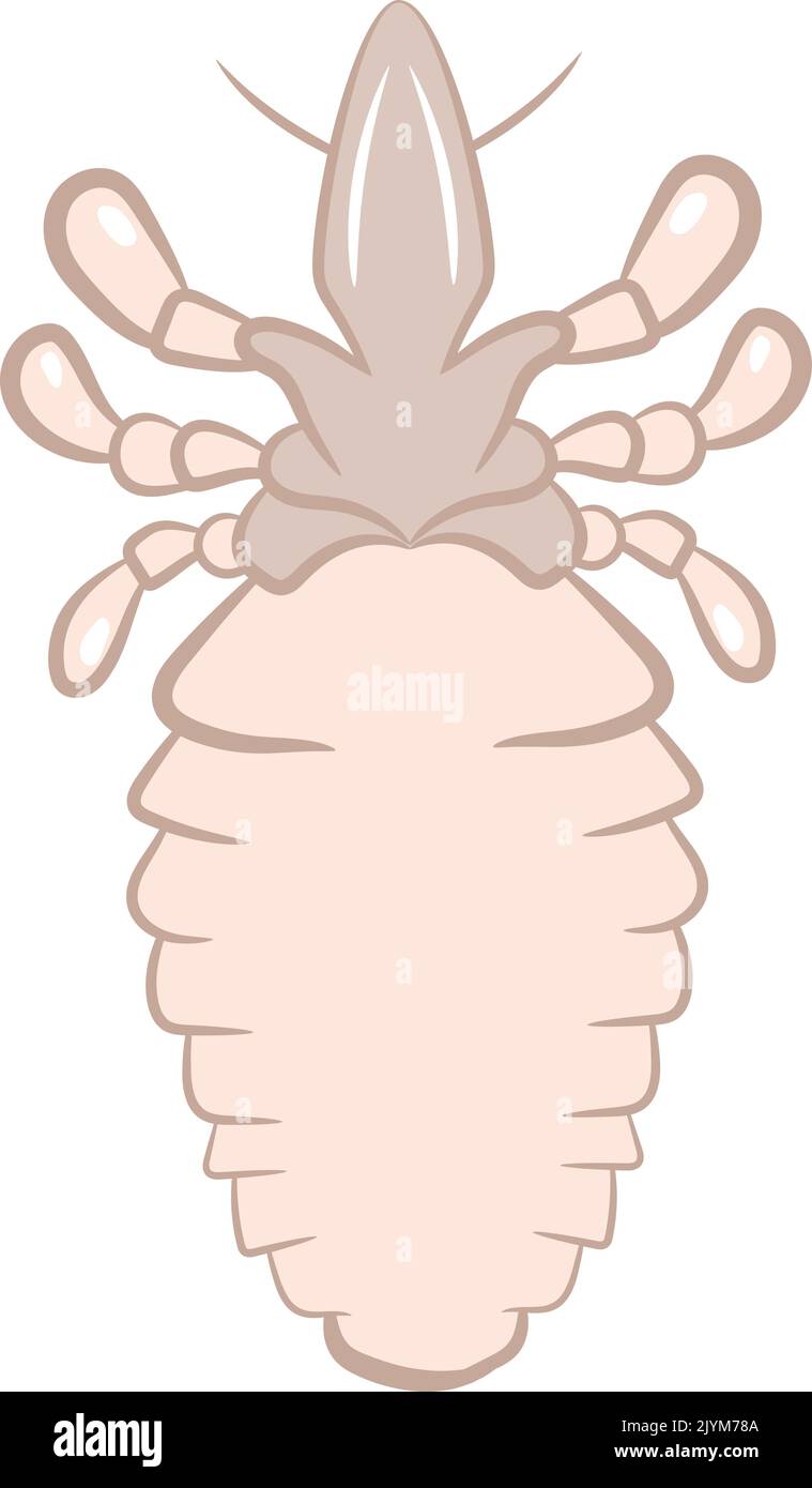Realistic Illustration of Lice or Tick Insect Stock Vector Image & Art ...