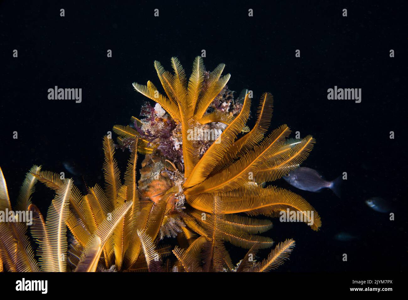 Closeup of feather starfish with their arms extended underwater Stock ...
