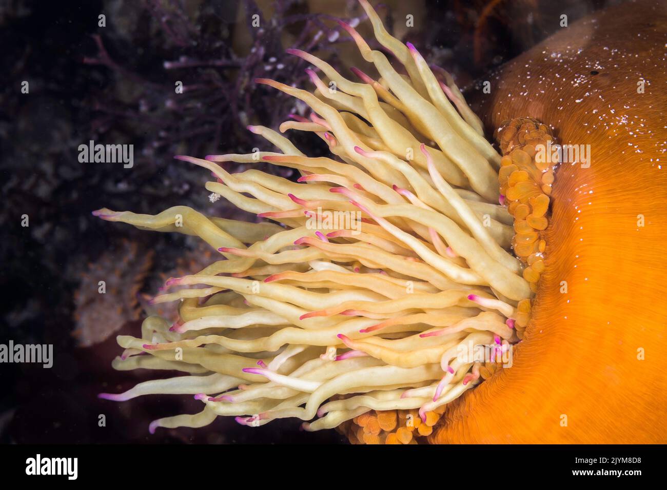 Large orange anemone underwater with long tentacles Stock Photo - Alamy