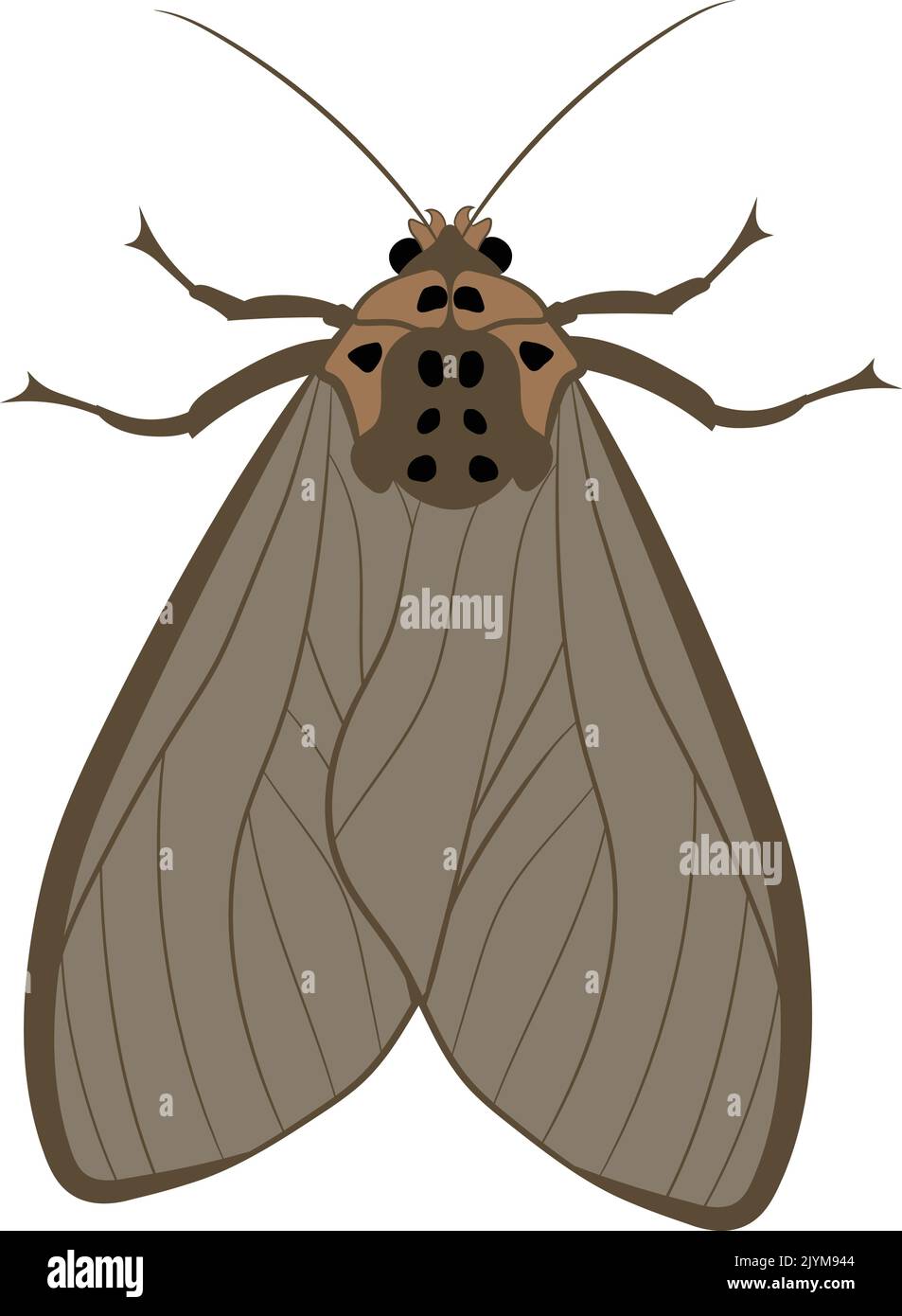 Illustration of Moth or Butterfly. Realistic, Top View, Vector Stock ...