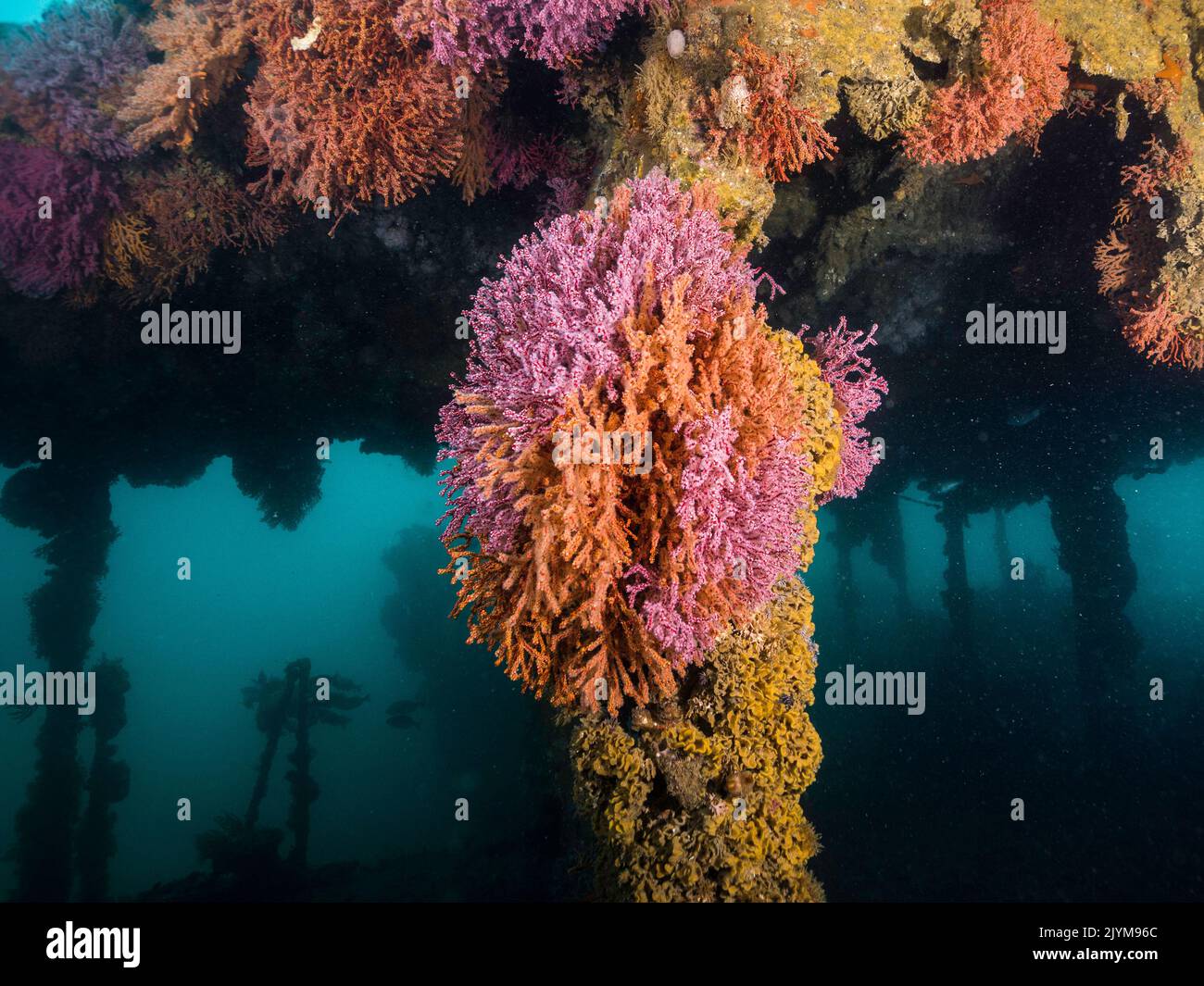 Red Sea Underwater Bridge