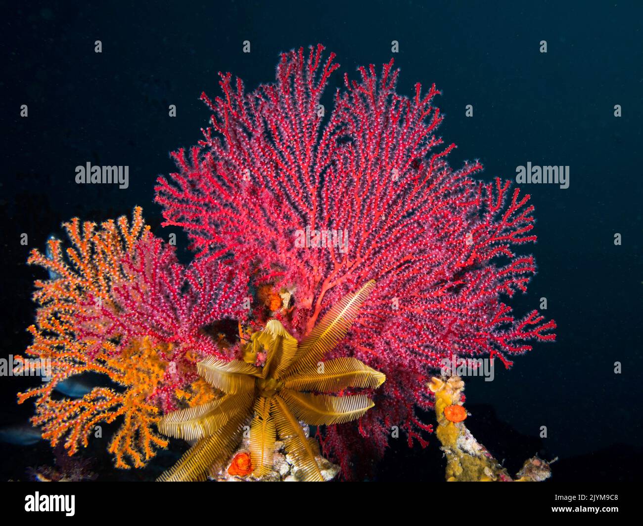 Pink sea fans coral hi-res stock photography and images - Alamy