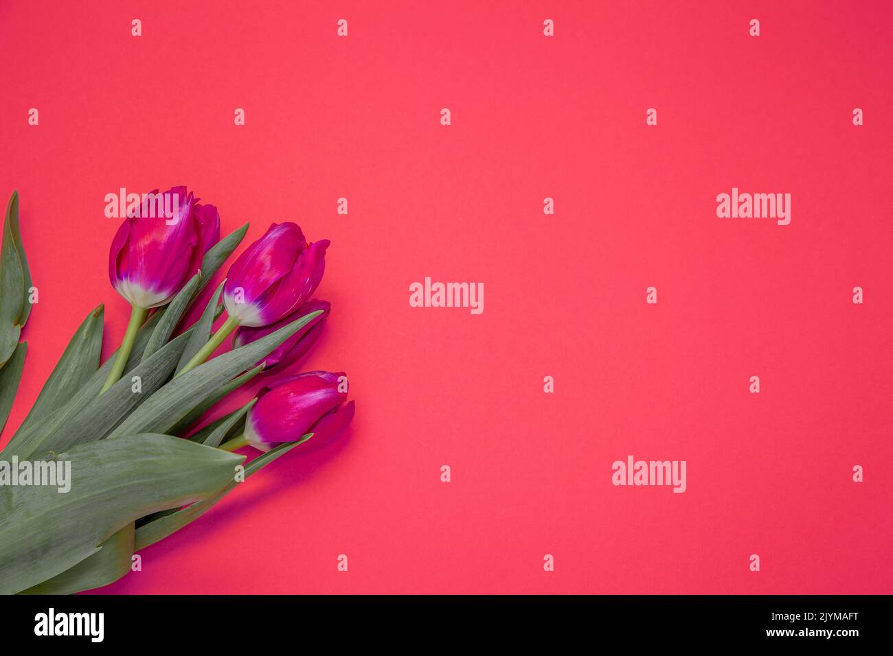 Pink tulips bouquet on background with place for text. Tulip flower ...