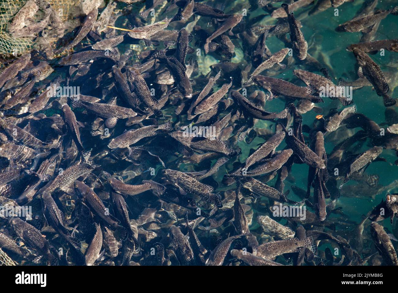 Aquaculture, Groupers in floating ponds at sea, Aru Islands, Arafura ...