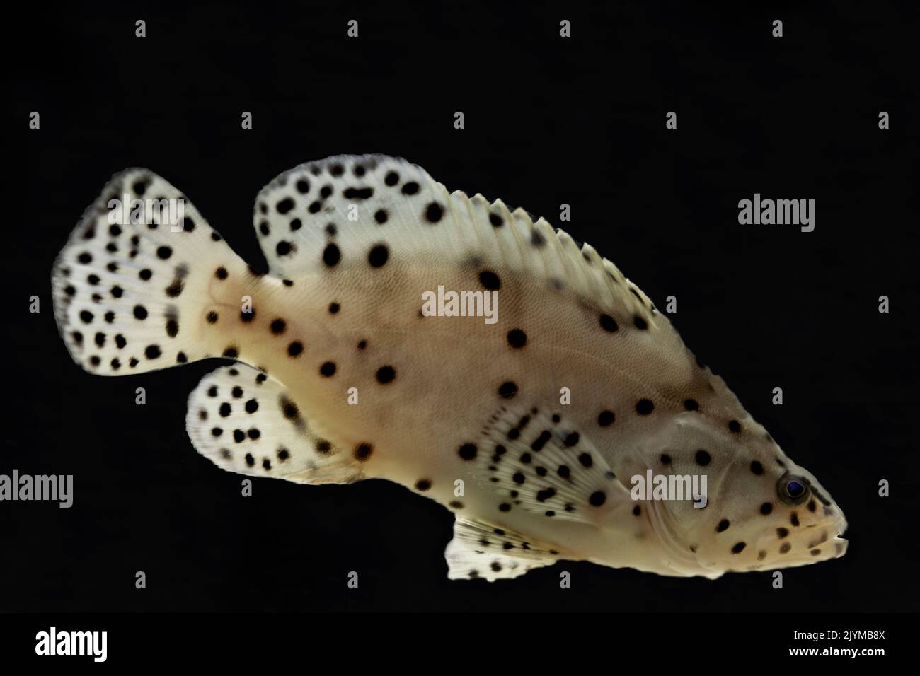 Grouper (Epinephelus sp), Aru Islands, Arafura Sea, Moluccas, Indonesia ...