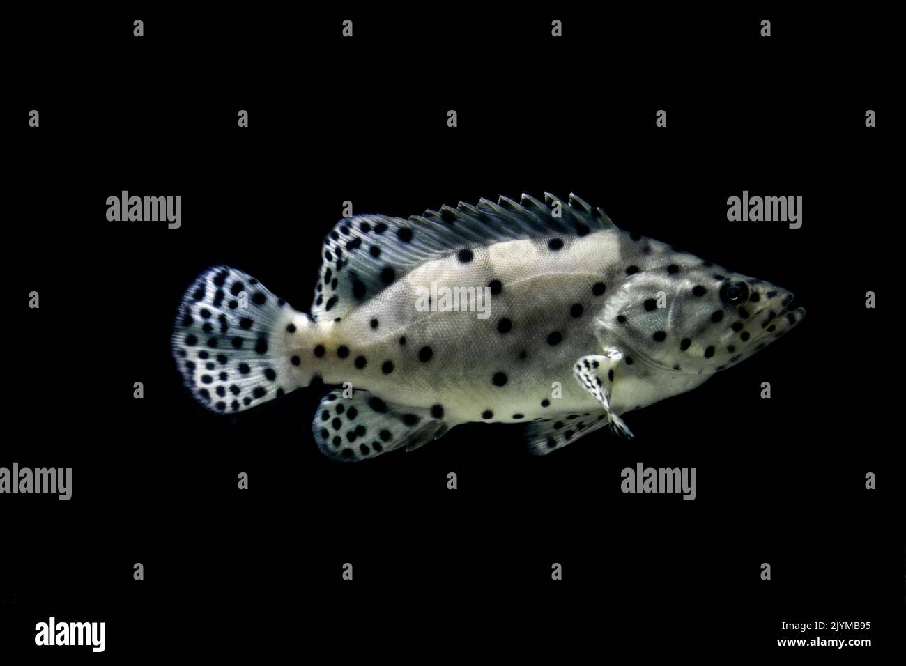 Grouper (Epinephelus sp), Aru Islands, Arafura Sea, Moluccas, Indonesia ...