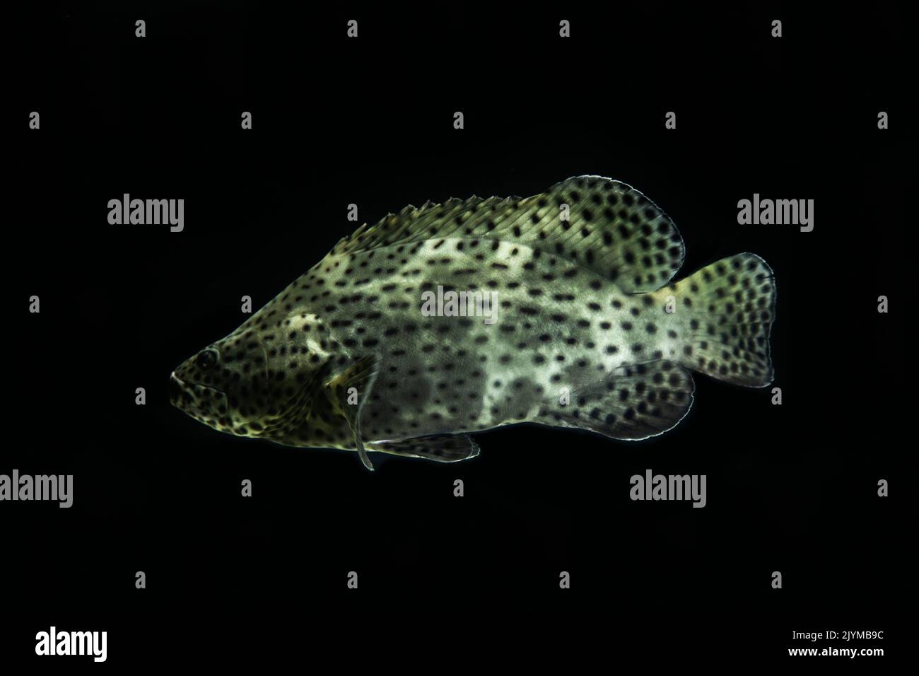 Highfin grouper (Epinephelus maculatus), Aru Islands, Arafura Sea ...