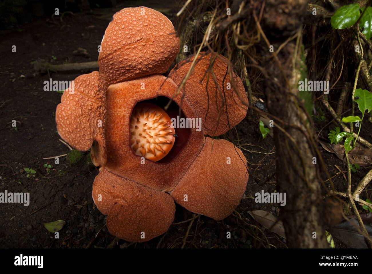 Rafflesia padma (Rafflesia patma) flower, West Java, Indonesia Stock ...