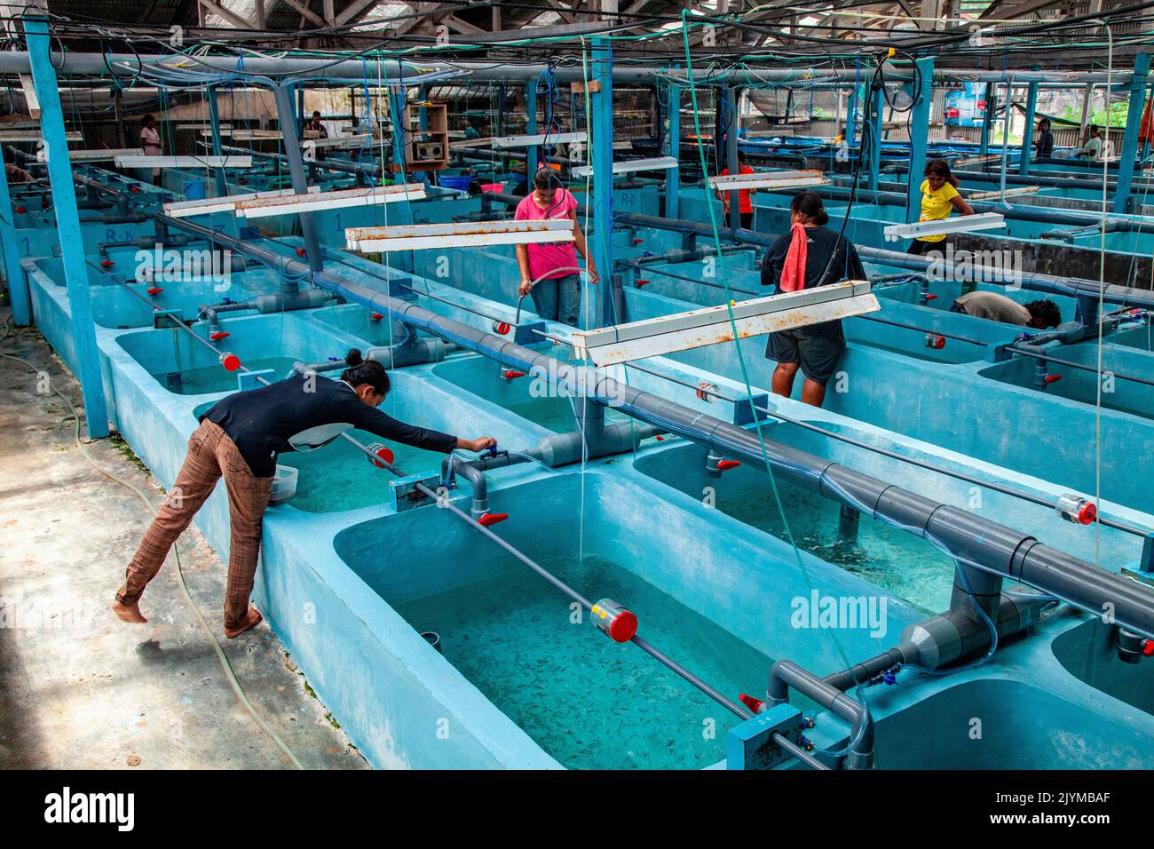Aquaculture, Grouper fish, Breeding pond, Aru Islands, Arafura Sea ...