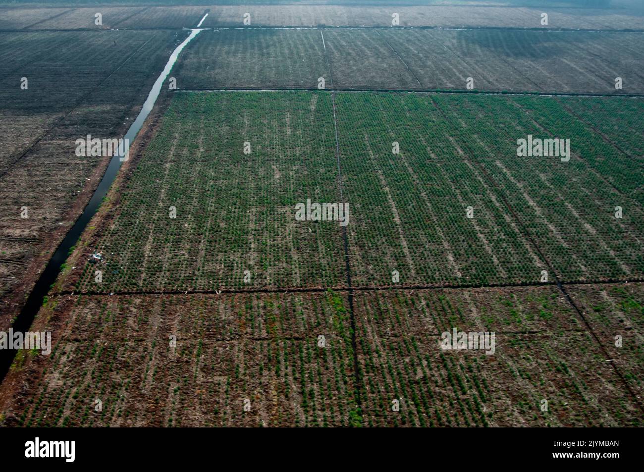 Industrial timber plantation for paper, Riau, Sumatra, Indonesia Stock ...