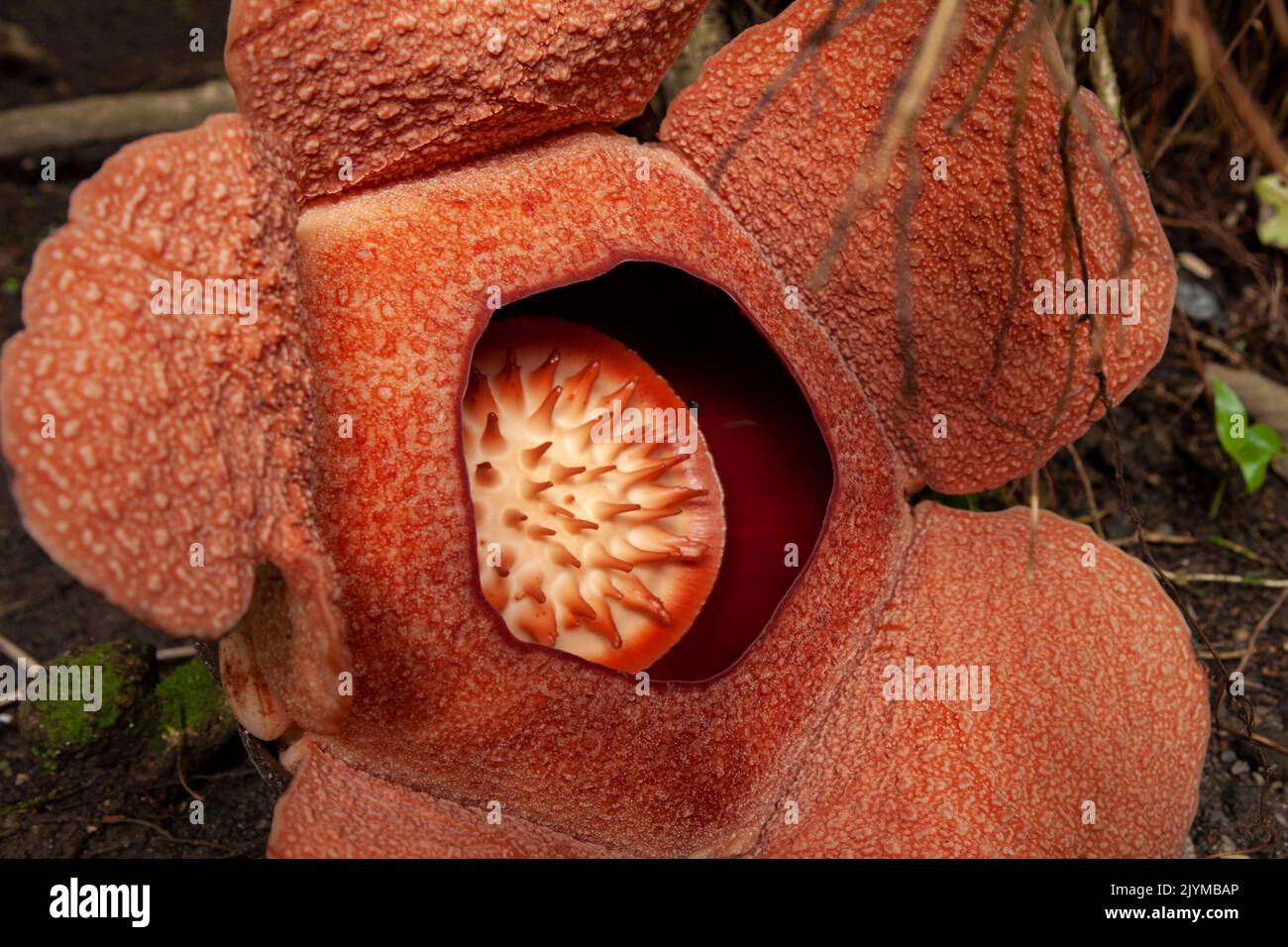 Rafflesia Seeds