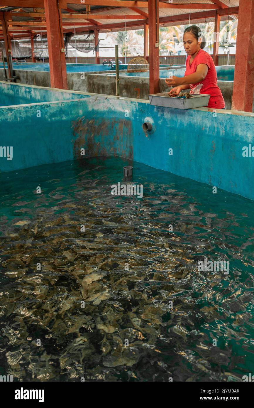 Aquaculture, Grouper fish, Breeding pond, Aru Islands, Arafura Sea ...