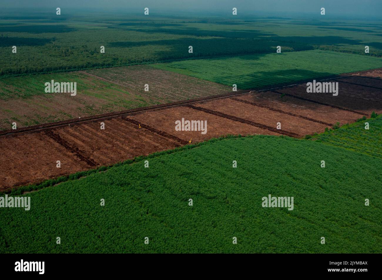 Industrial timber plantation for paper, Riau, Sumatra, Indonesia Stock ...
